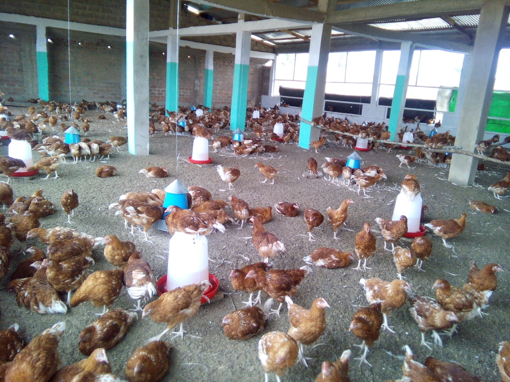 Elevage de poules pondeuses pour les enfants délaissés du Togo ...