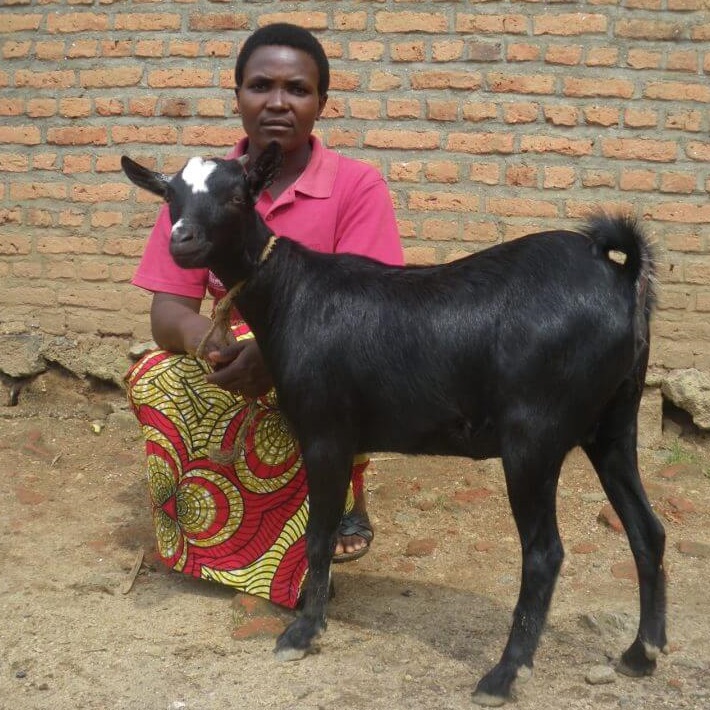 Breeding goats for families in need in Rwanda – Fondation Wavestone